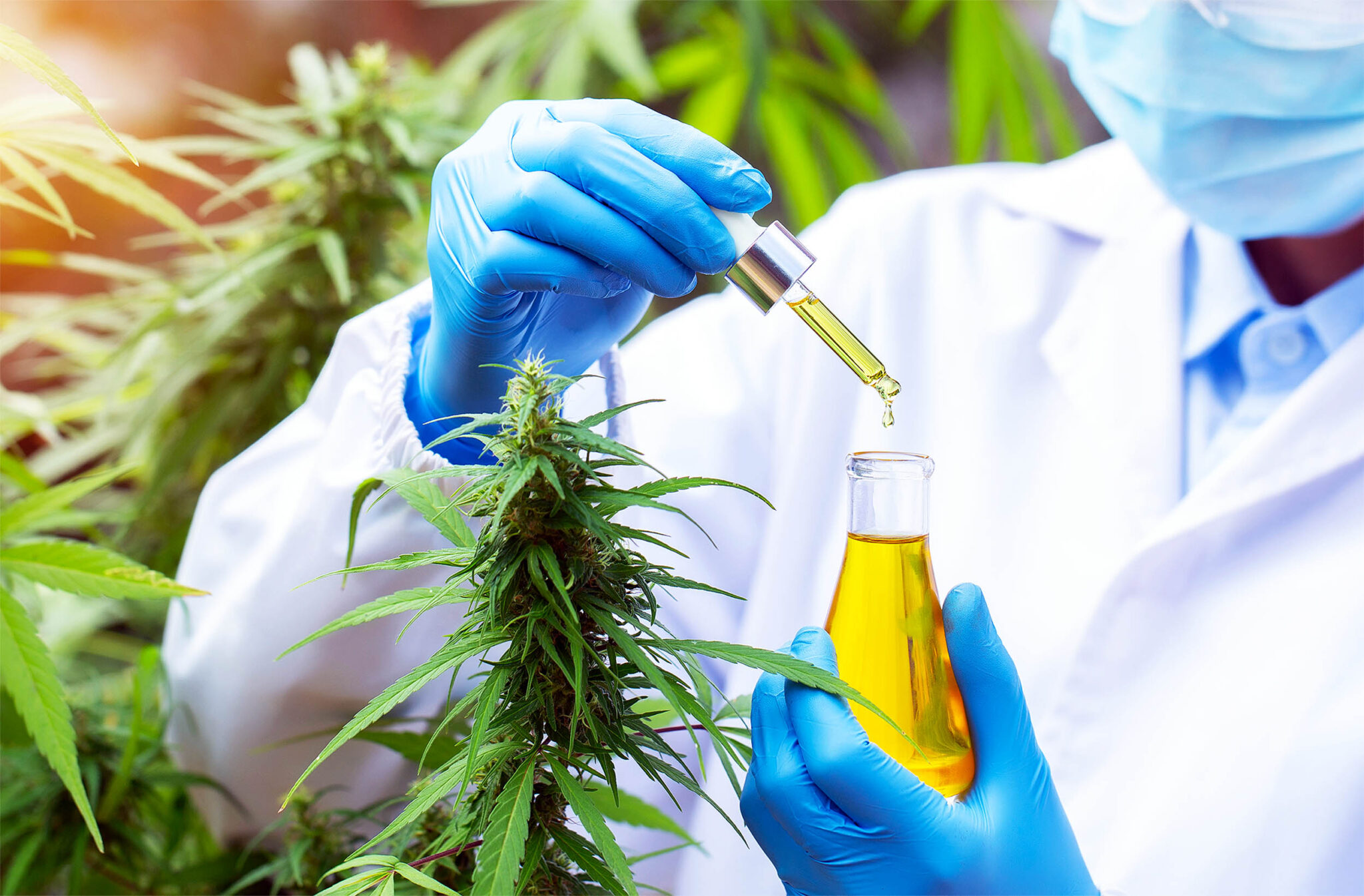 Cannabis extract proves to be highly effective at killing mosquitoes – voua